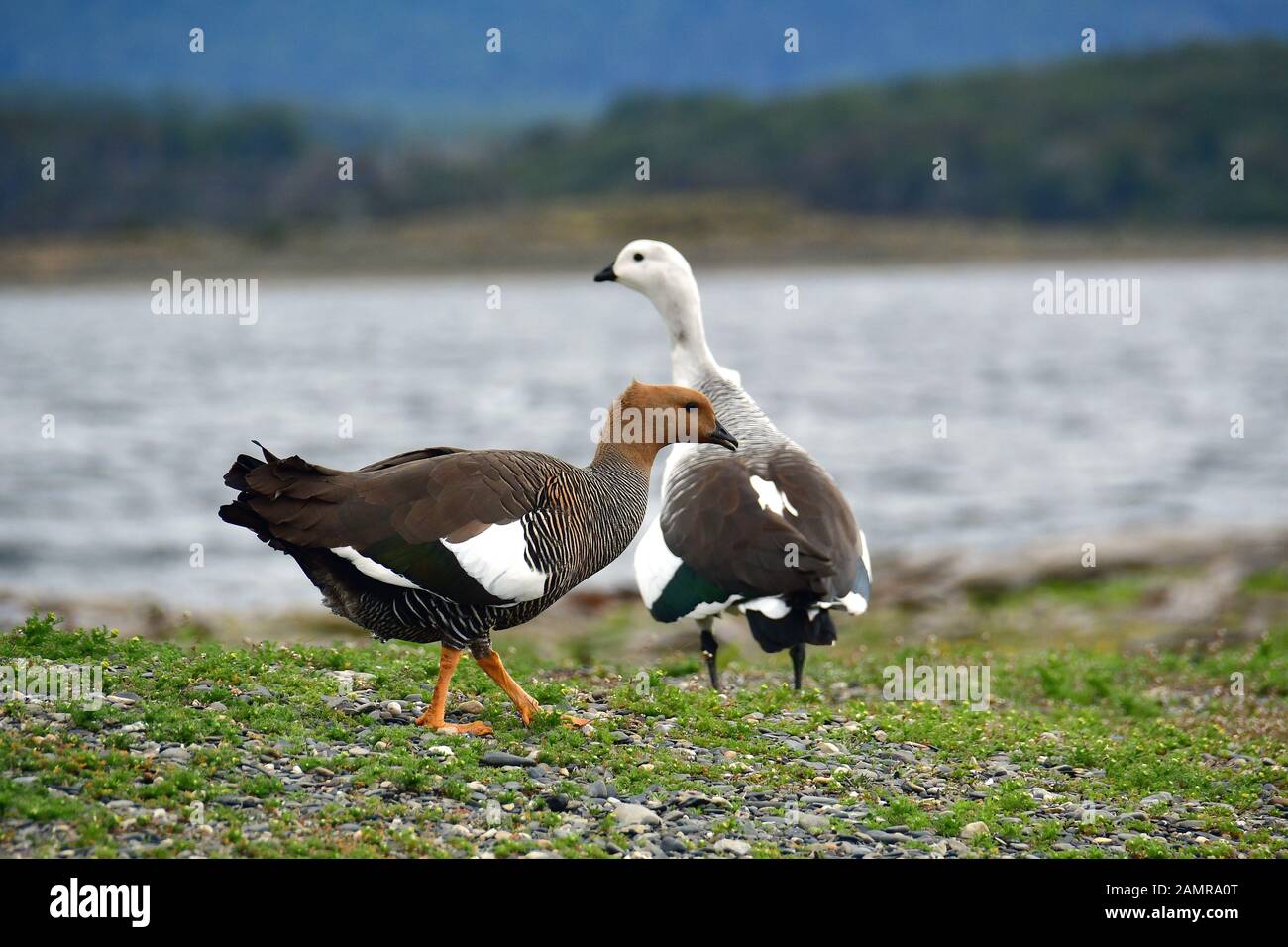 Fire goose hi-res stock photography and images - Alamy