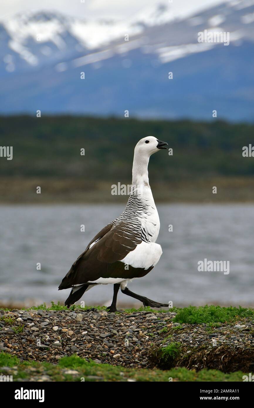 Upland goose or Magellan goose male, Chloephaga picta, Magellangans ...