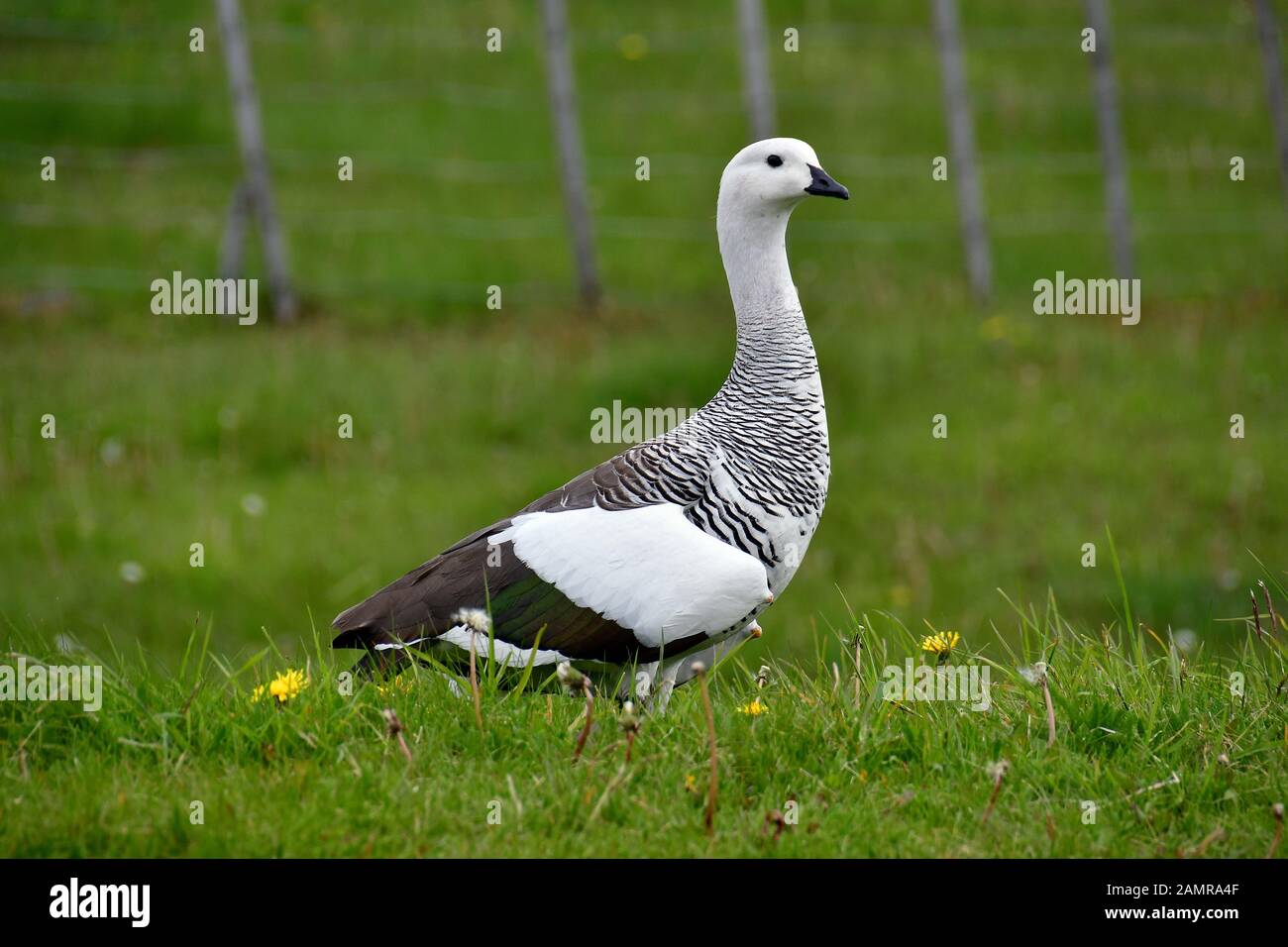 Upland goose or Magellan goose male, Chloephaga picta, Magellangans ...