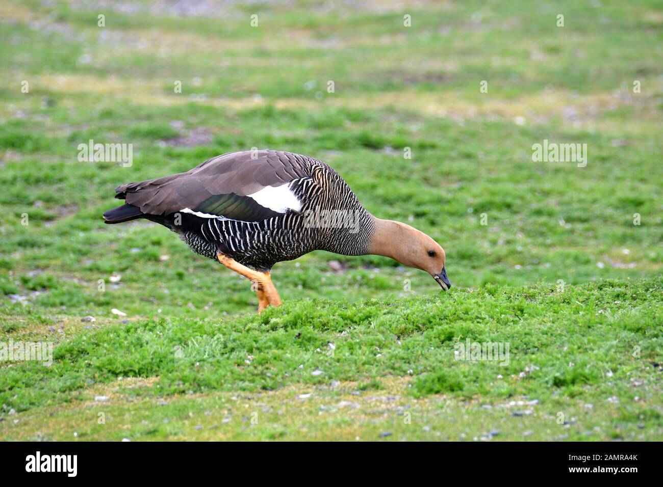Upland goose or Magellan goose female, Chloephaga picta, Magellangans ...