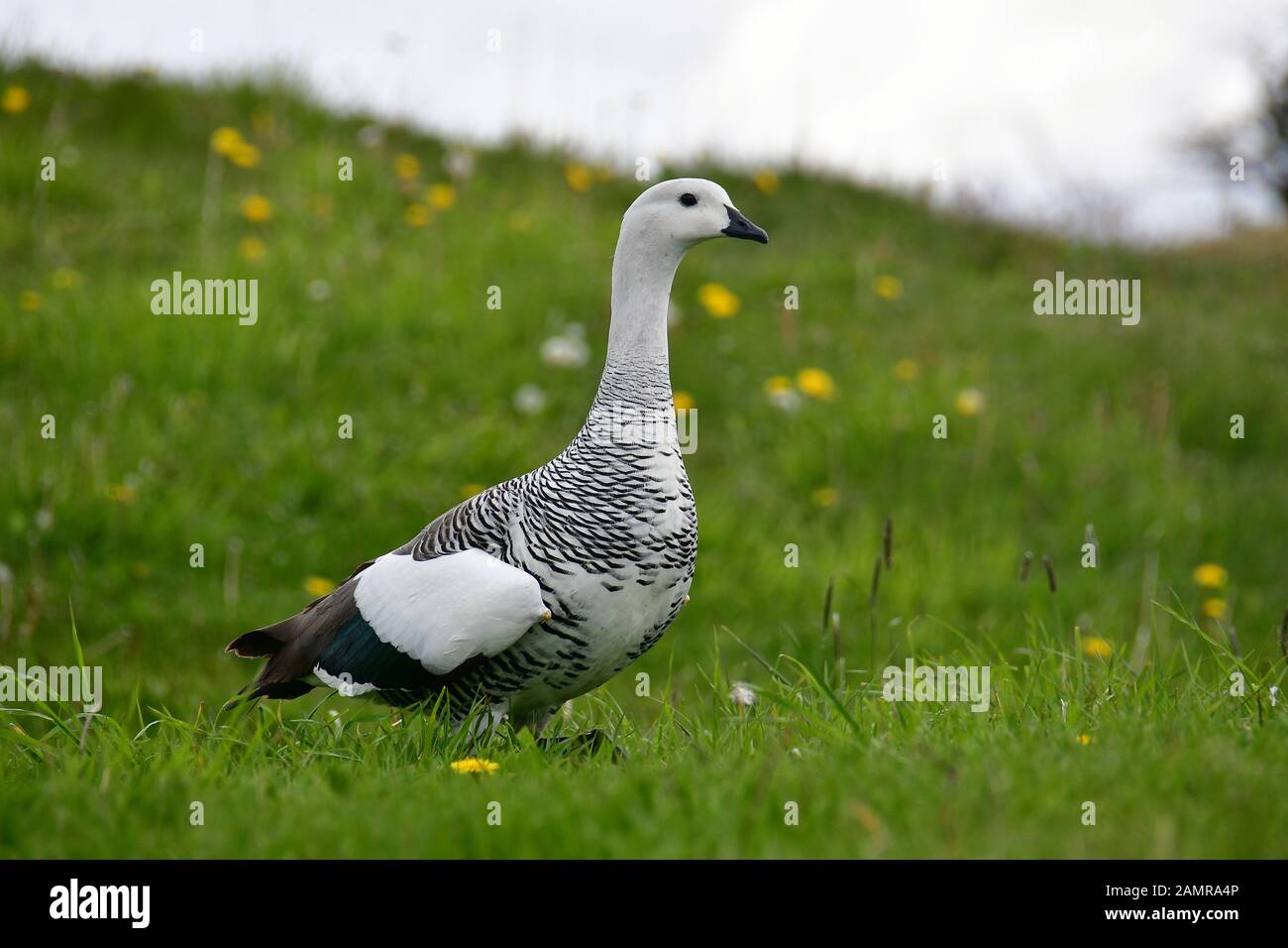 Upland goose or Magellan goose male, Chloephaga picta, Magellangans ...