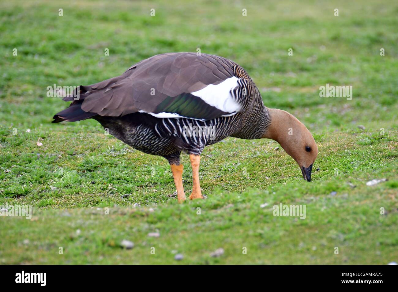 Upland goose or Magellan goose female, Chloephaga picta, Magellangans ...