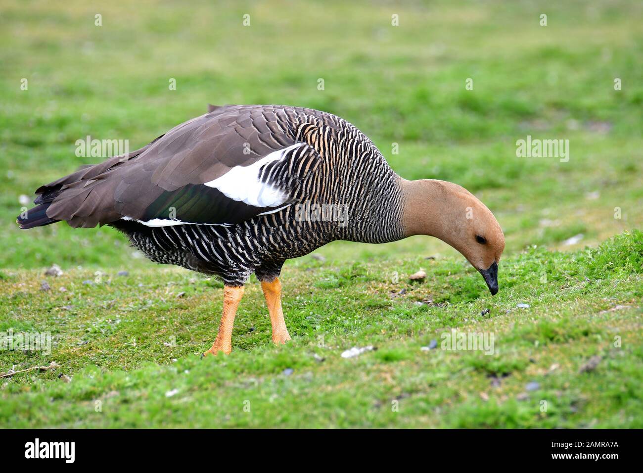 Upland goose or Magellan goose female, Chloephaga picta, Magellangans ...