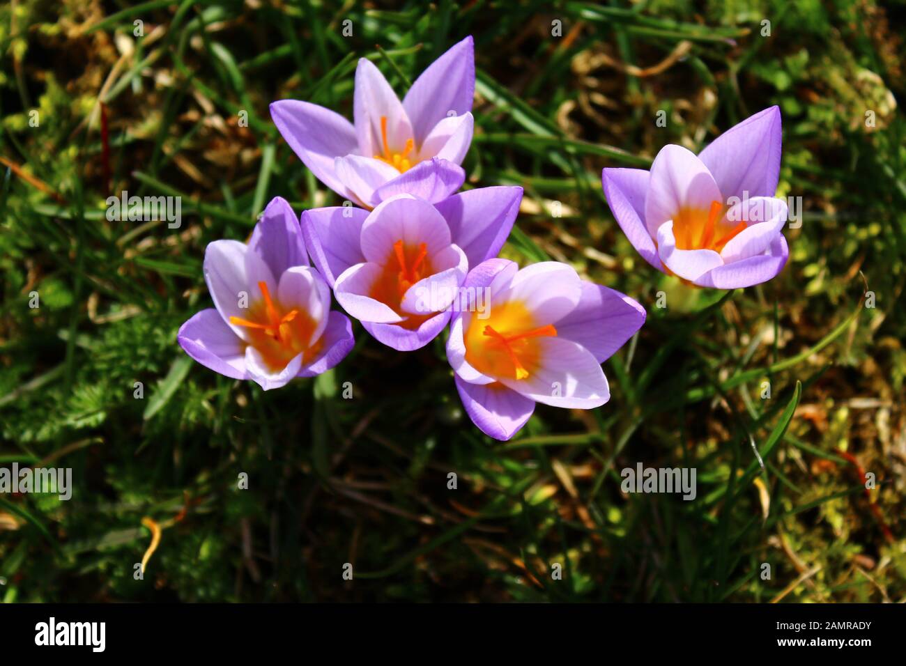 The picture shows crocuses in the garden Stock Photo - Alamy