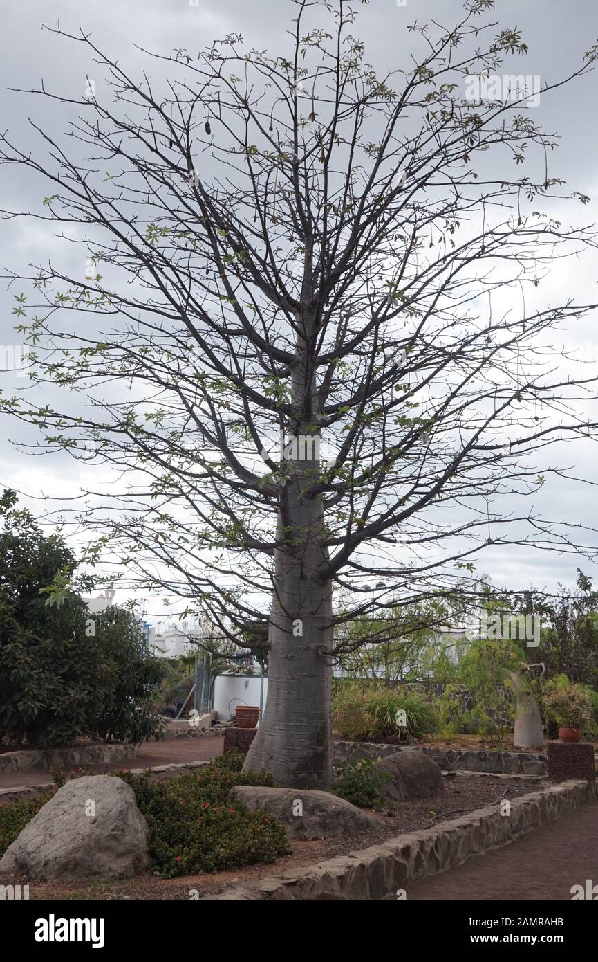 Baobad tree, Maspalomas Botanical Gardens, Gran Canaria Stock Photo - Alamy