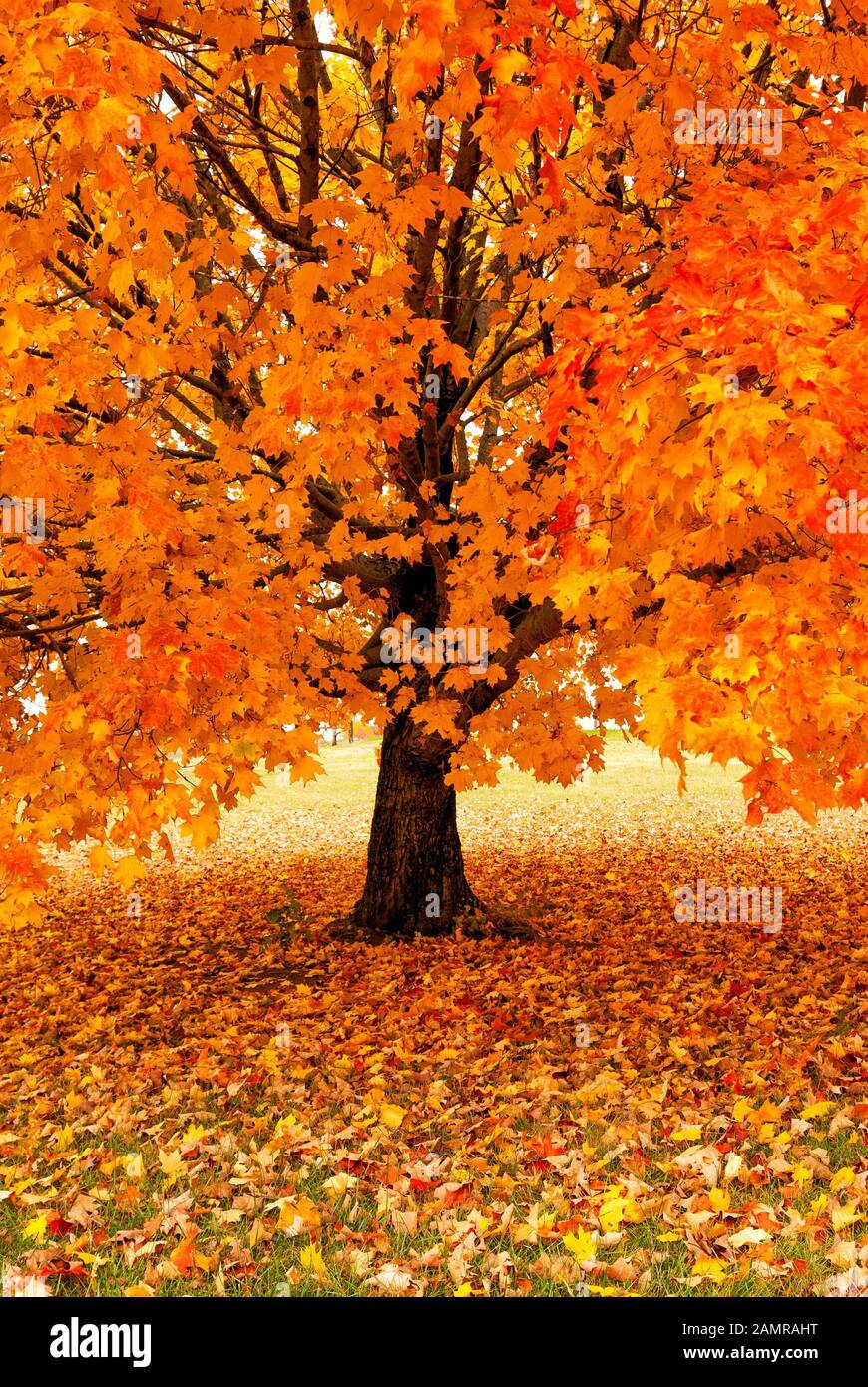 Beautiful vertical close up hi-res stock photography and images - Alamy