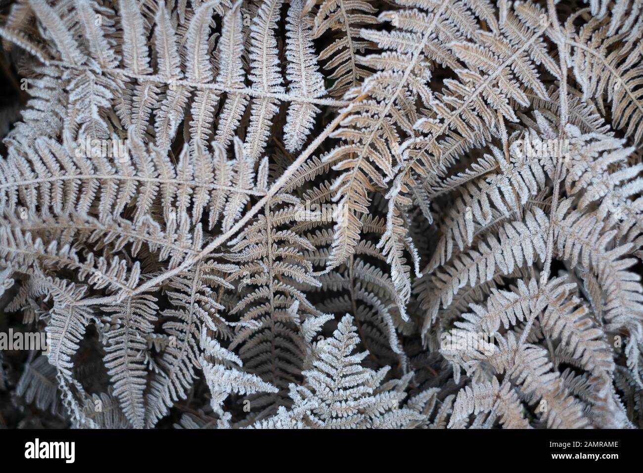 Frozen leaves of fern in winter cold day. Top view Stock Photo - Alamy