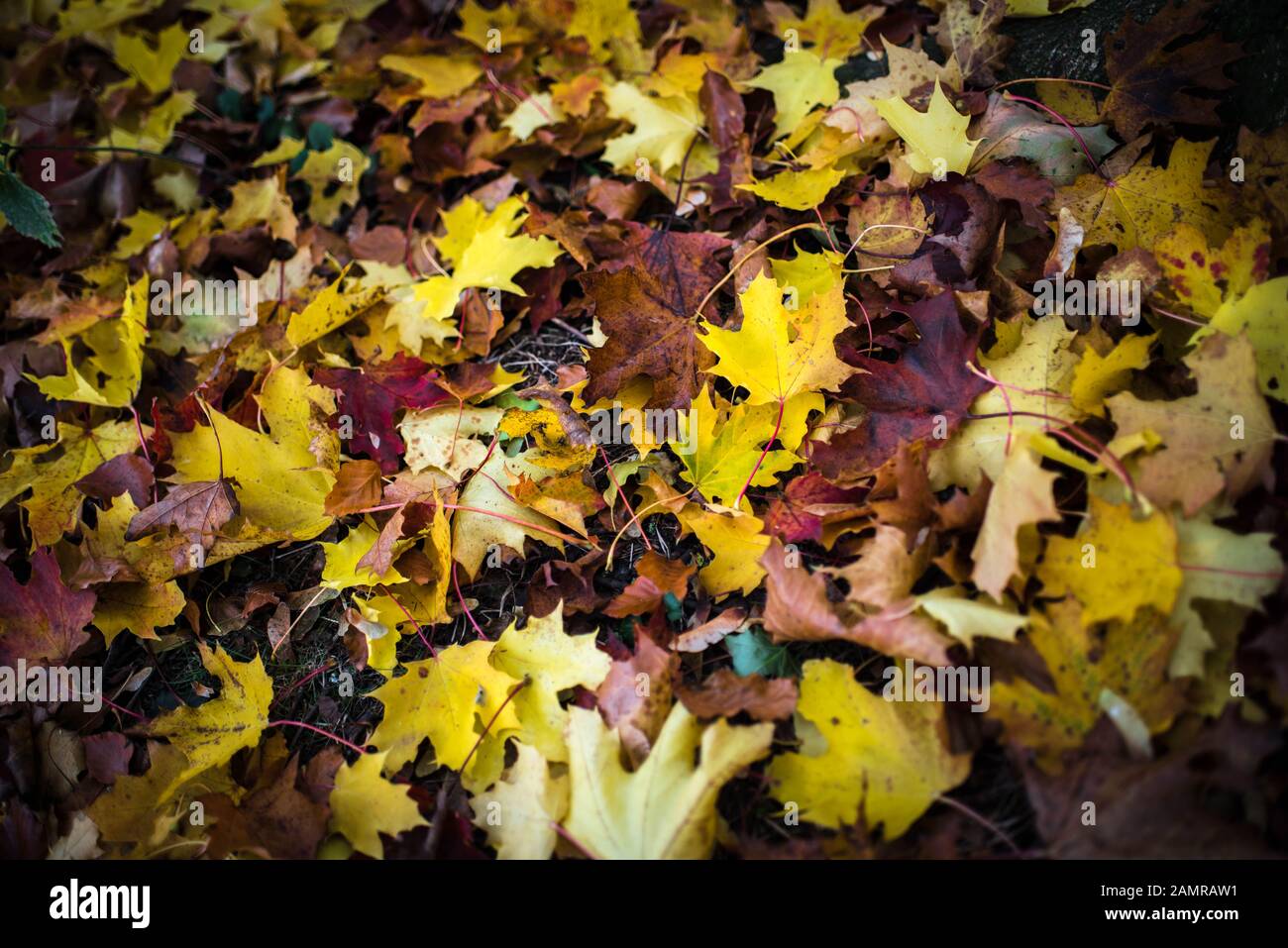 Pile of coloured leaves in autumn after a fall from the tree on a ...