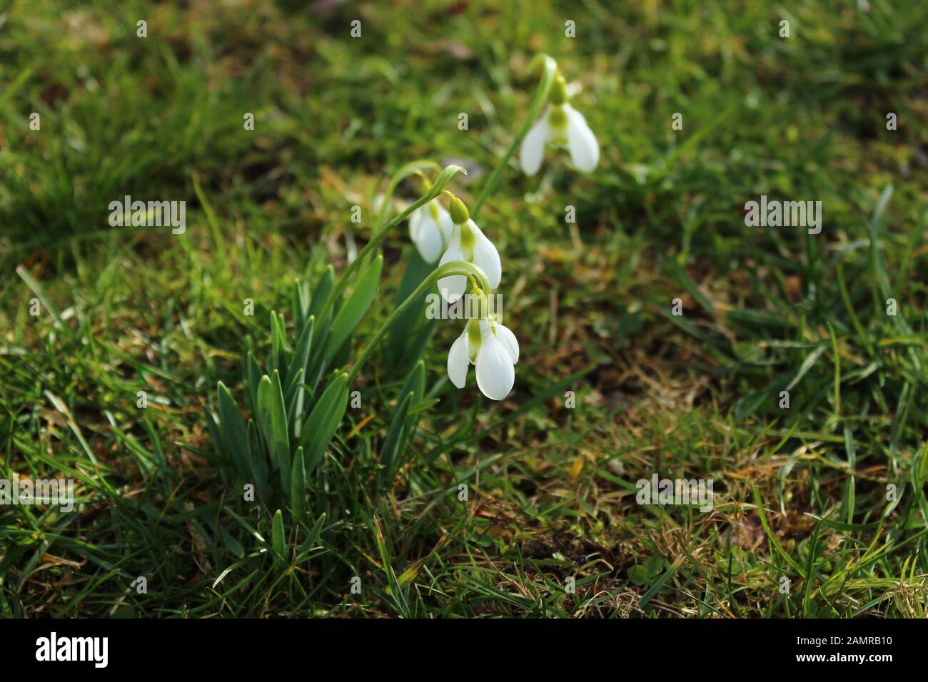 The picture shows snowdrops in the february Stock Photo - Alamy