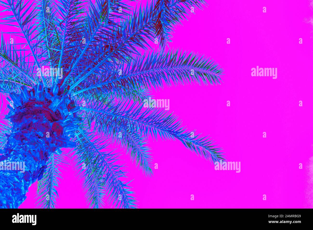 neon colored palm tree on pink background Stock Photo - Alamy
