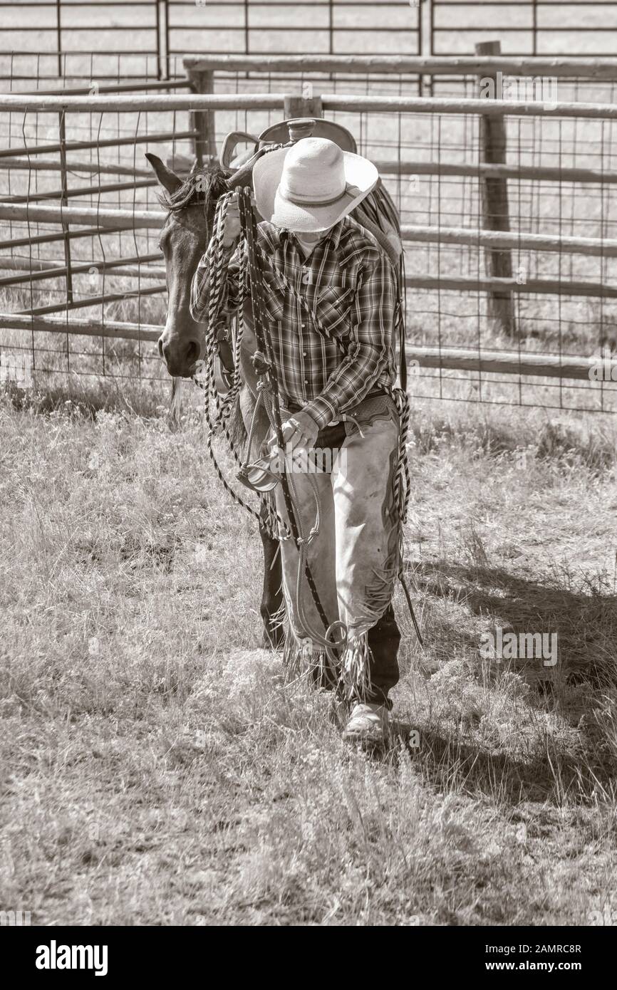 Working ranch cowboy hi-res stock photography and images - Alamy