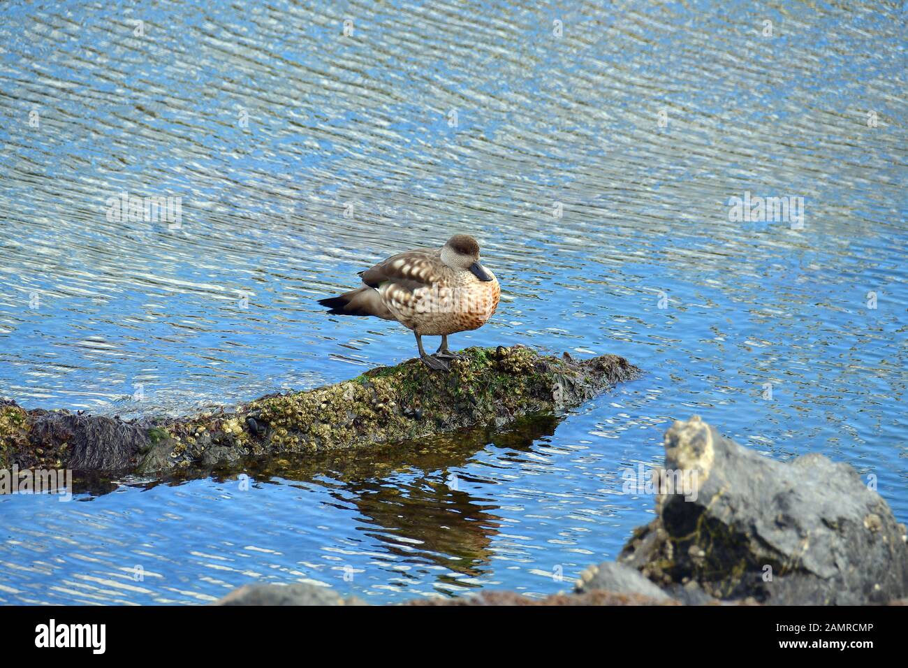 Argentinian duck hi-res stock photography and images - Alamy