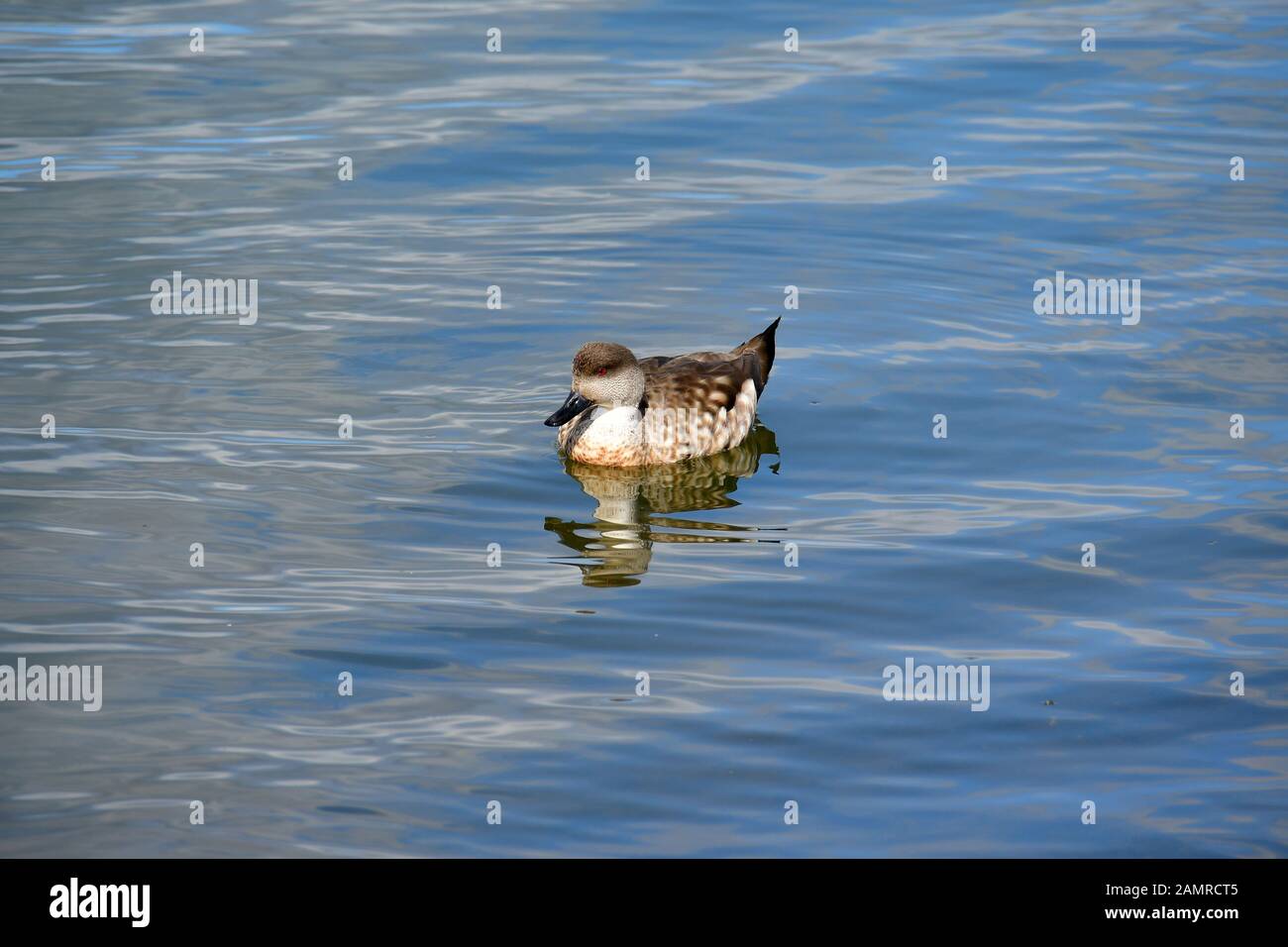 Fire duck hi-res stock photography and images - Alamy