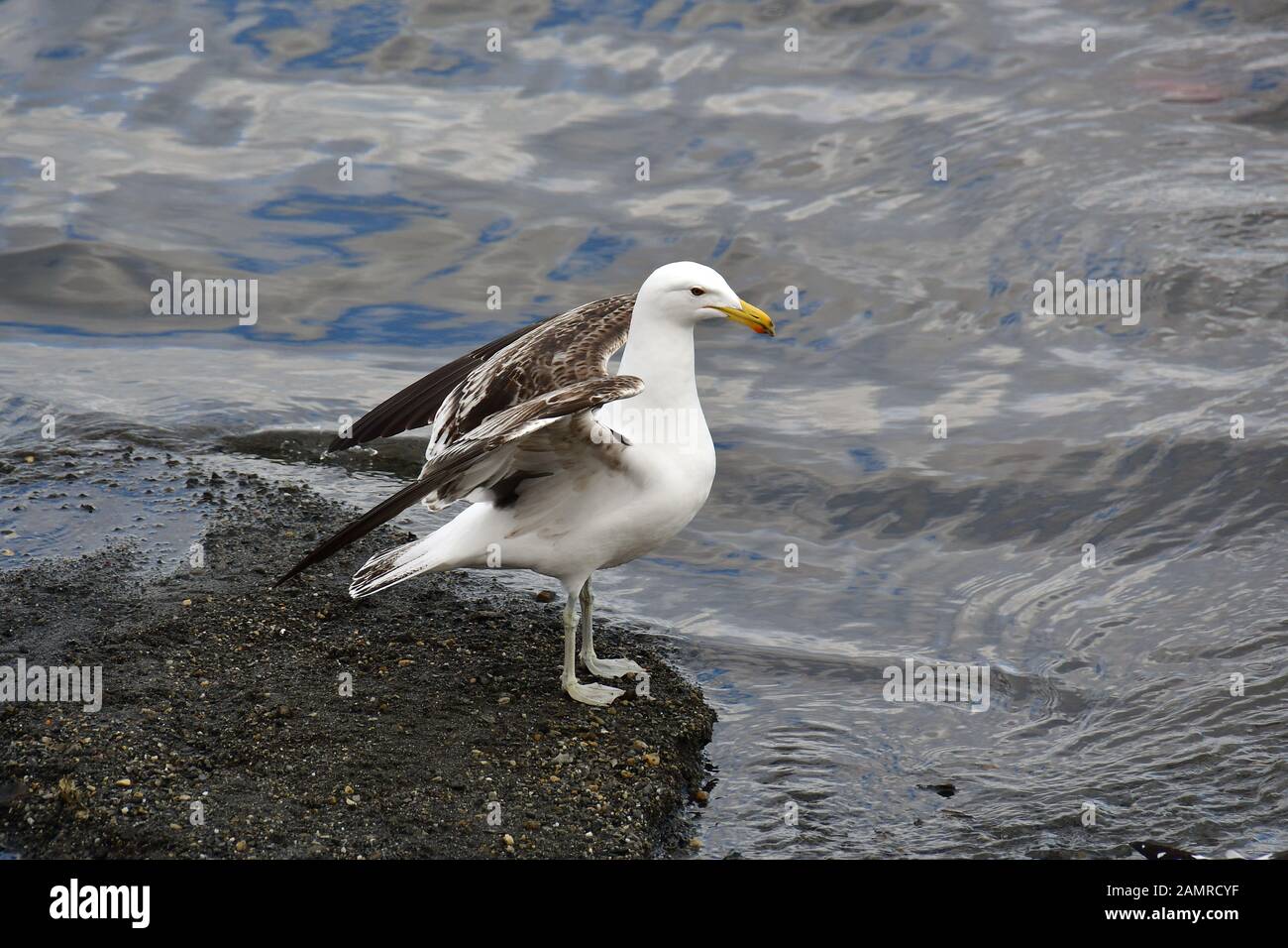 Dominican gull or kelp gull, Larus dominicanus, Dominikanermöwe ...