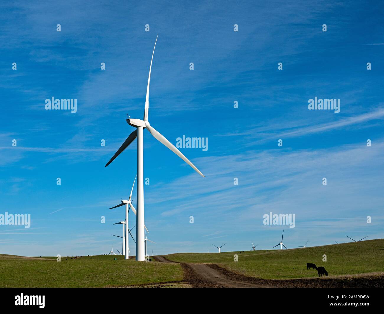 Shiloh Wind Farm, Rio Vista, California Stock Photo - Alamy