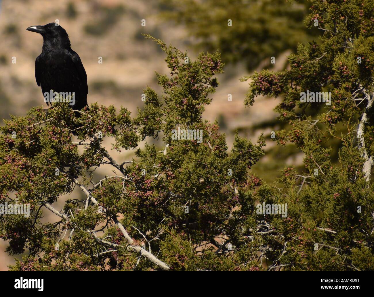 Raven in desert hi-res stock photography and images - Alamy