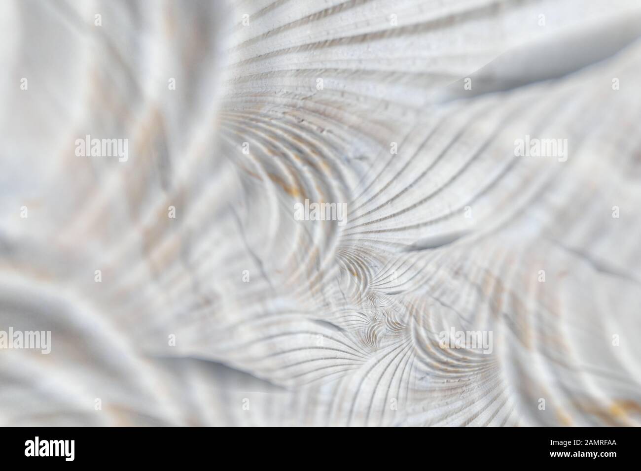 Spiral shell structure hi-res stock photography and images - Alamy