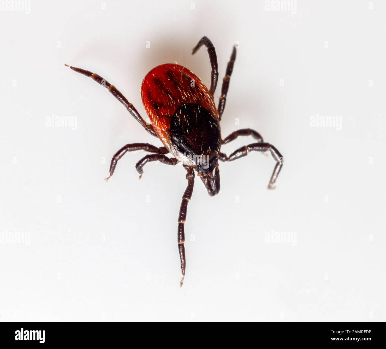 The castor bean tick (Ixodes ricinus Stock Photo - Alamy