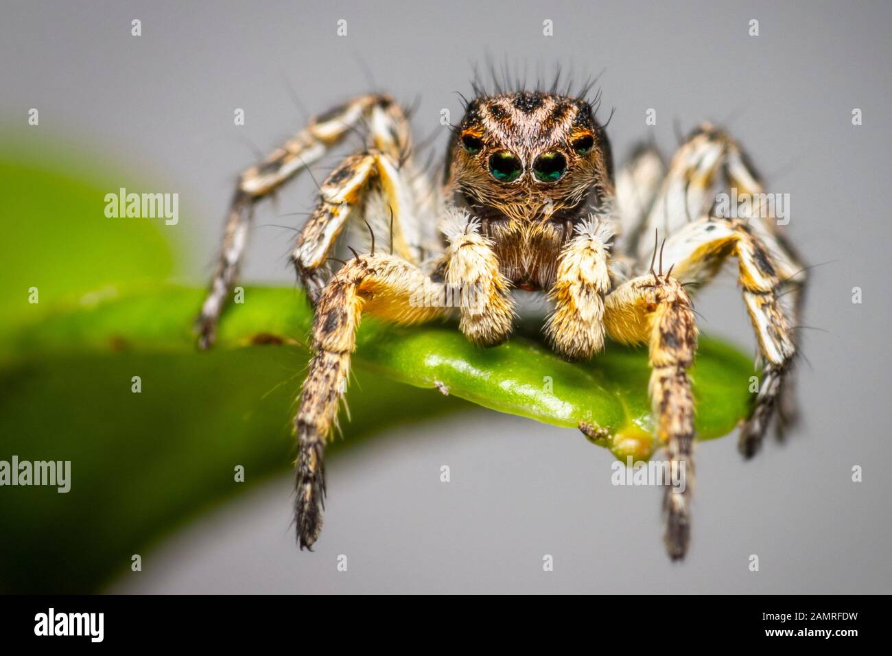 Portrait of a jumping spider Stock Photo - Alamy
