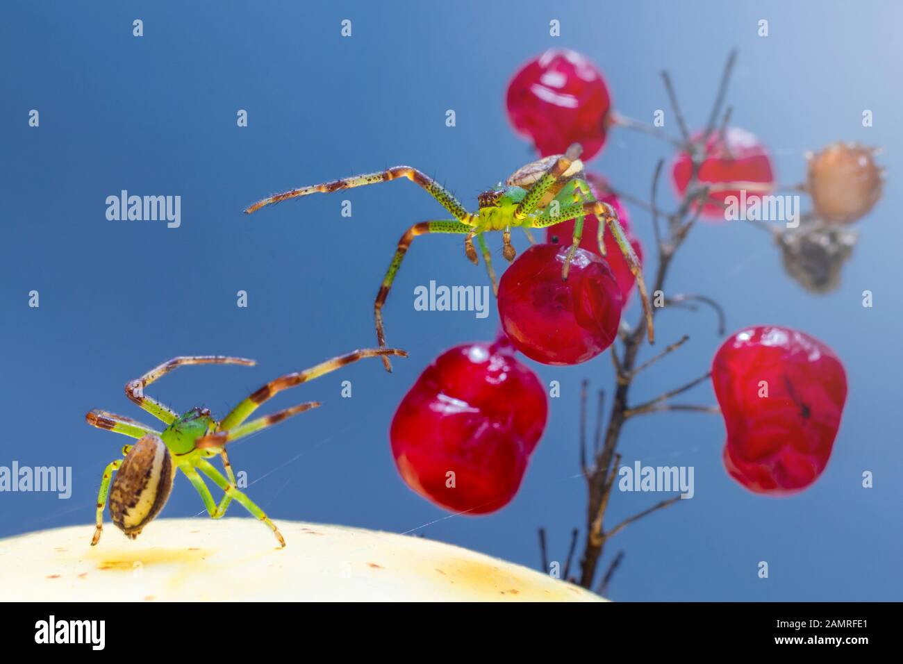 The Green Crab Spider (Diaea Dorsata Stock Photo - Alamy