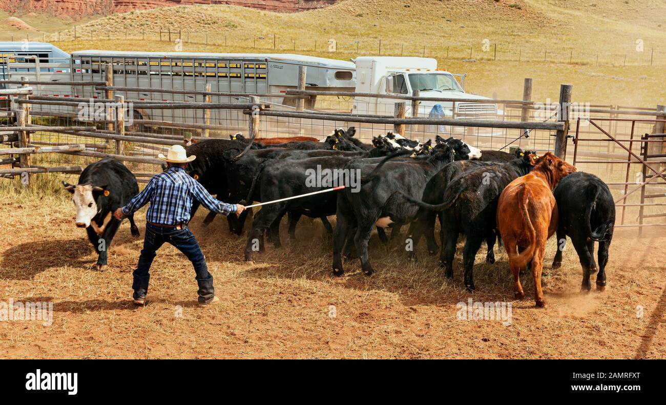 Cattle ranch corral hi-res stock photography and images - Alamy