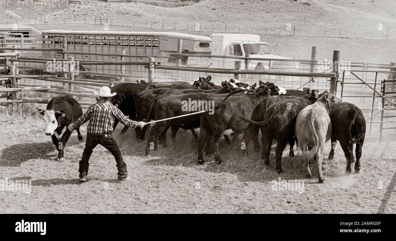 WY04110-00-BW...WYOMING - Cattle drive on the Willow Creek Ranch Stock ...