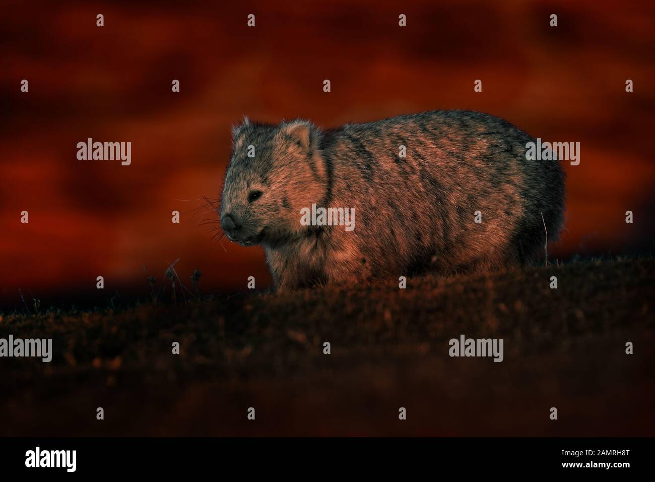 Red Wombat
