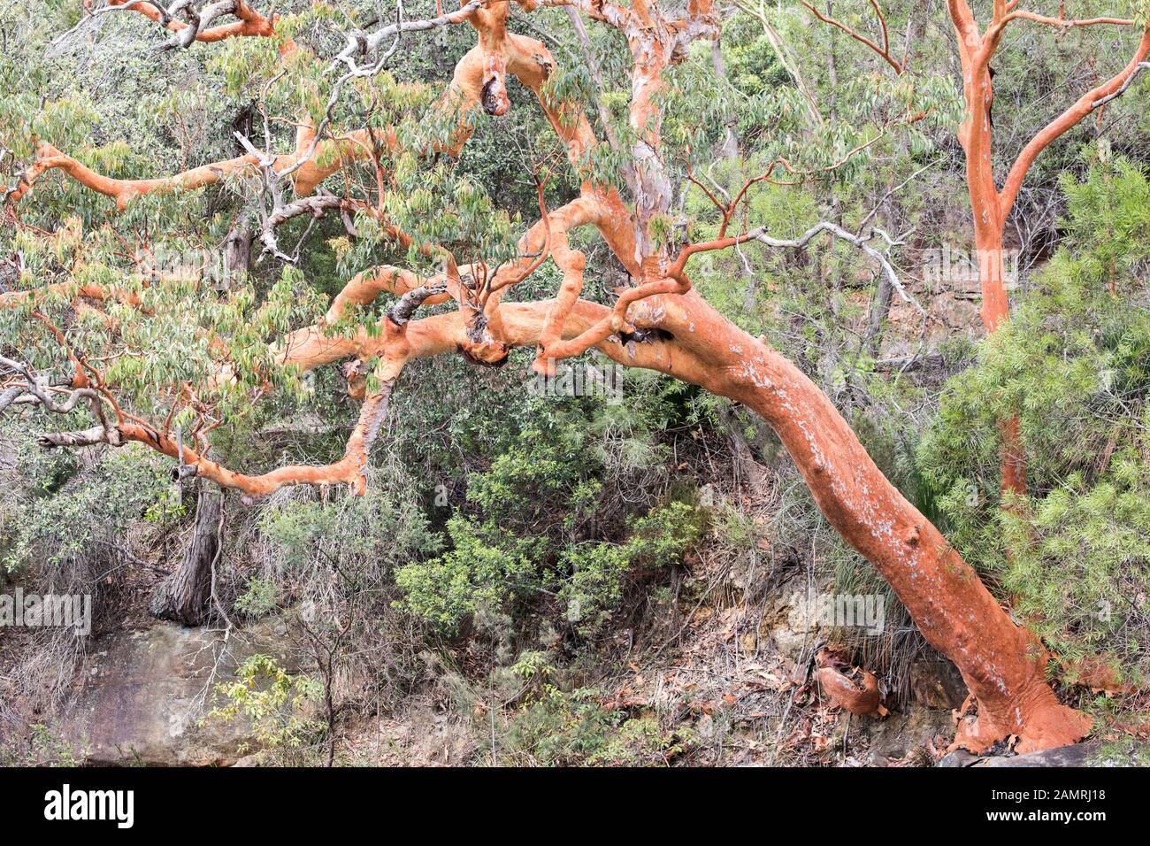 Sydney Red Gum Stock Photo - Alamy