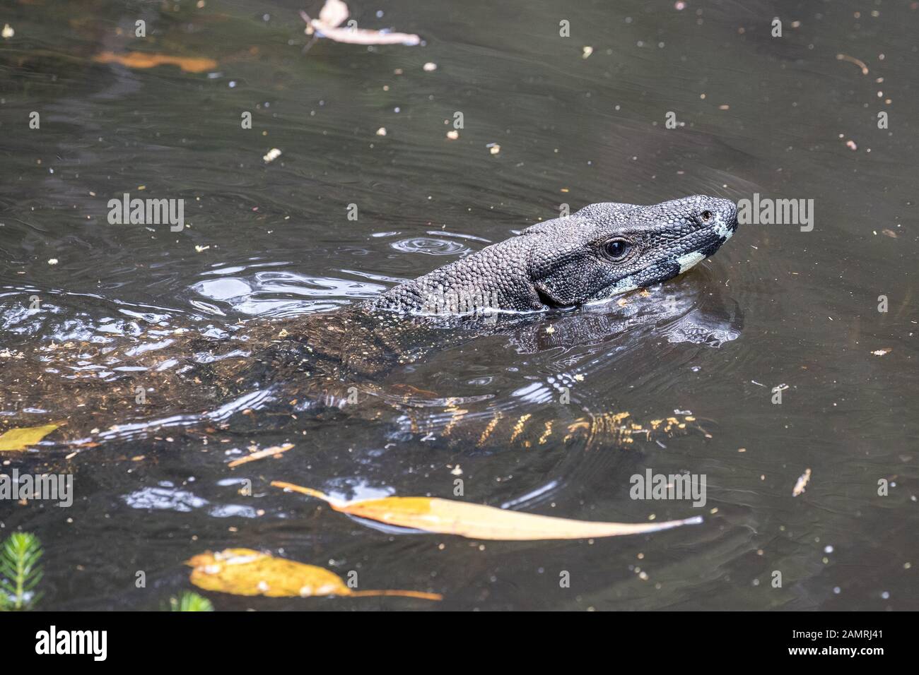 Lace Monitor swimming across a creek Stock Photo - Alamy