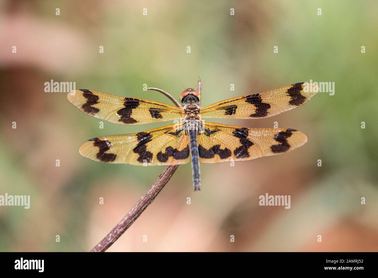 Flutterer hi-res stock photography and images - Alamy