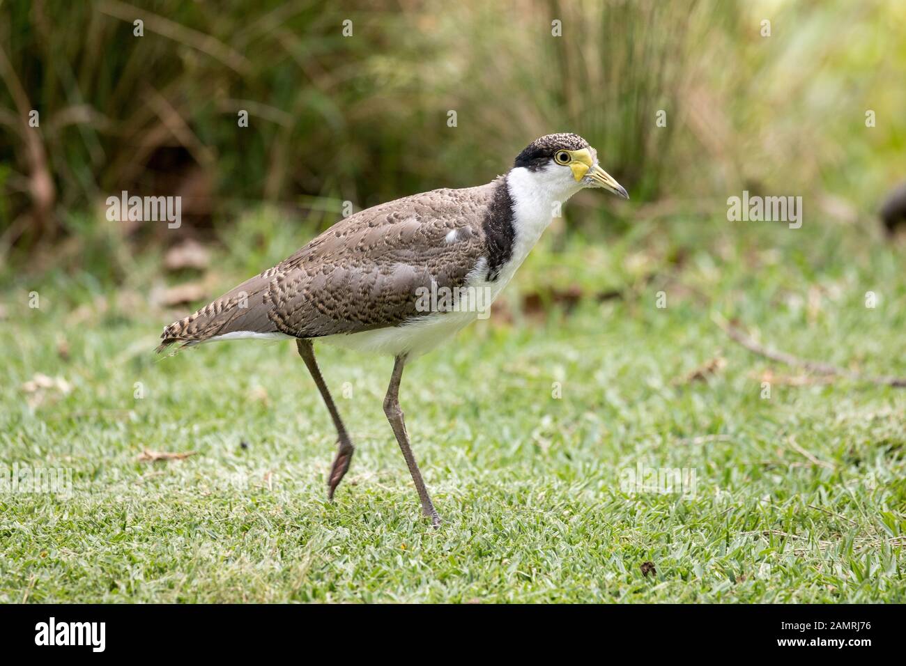 Juvenile Masked Lapwing Stock Photo - Alamy