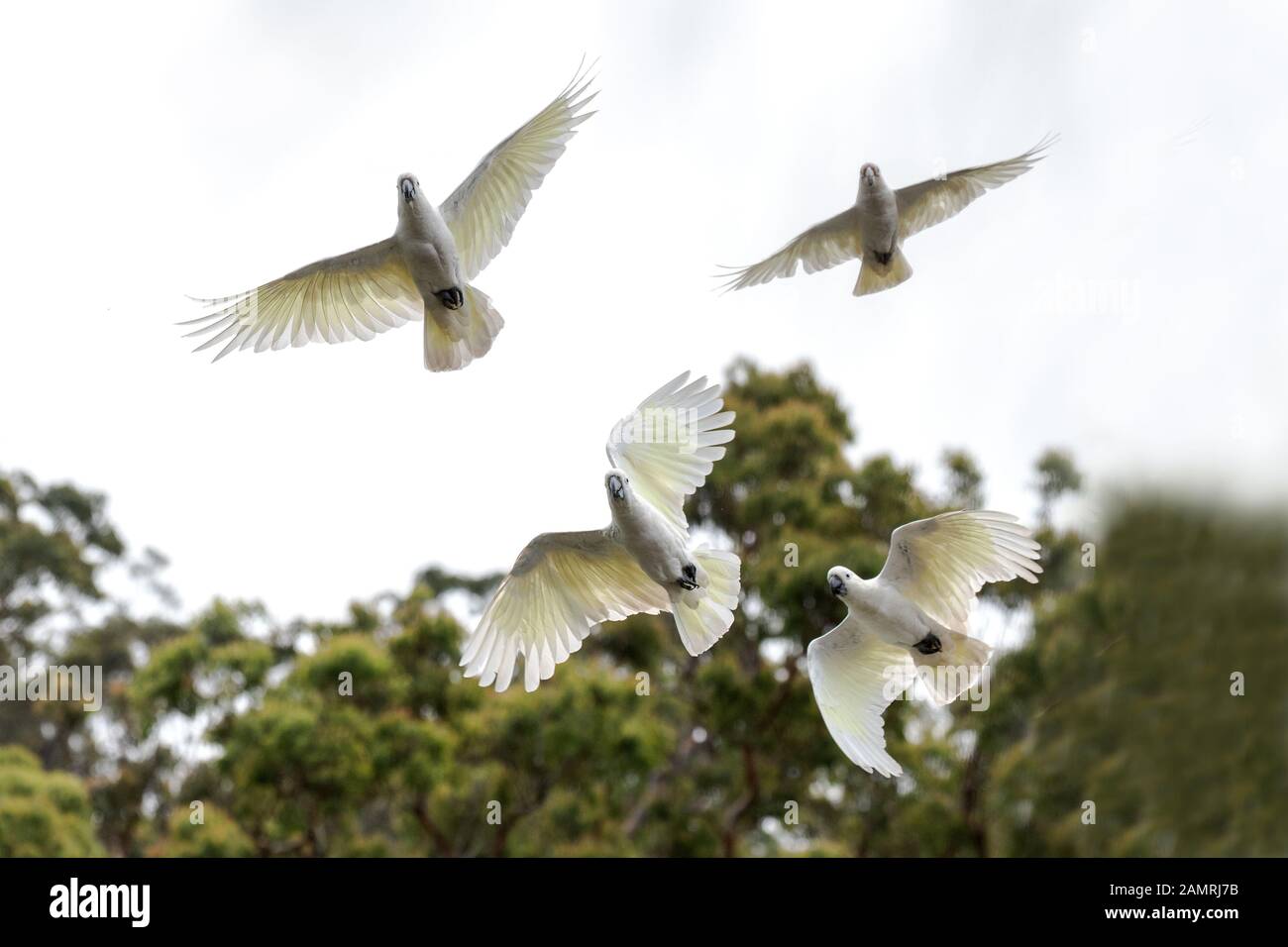 Sulphur-crested Cockatoo's in flight Stock Photo - Alamy