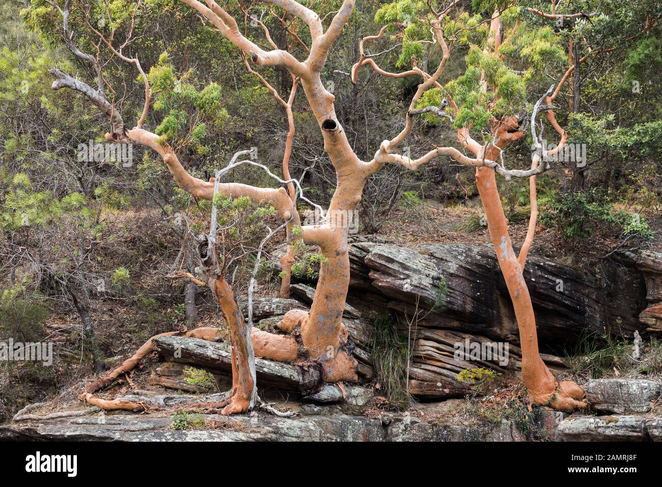 Angophora costata hi-res stock photography and images - Alamy