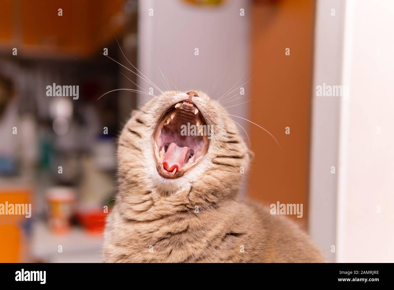 Exposing fangs hi-res stock photography and images - Alamy