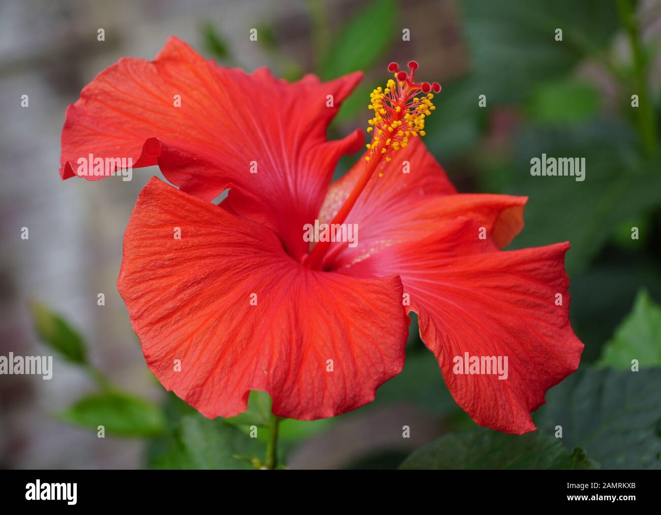 Beautiful red color of Chinese hibiscus flower Stock Photo - Alamy