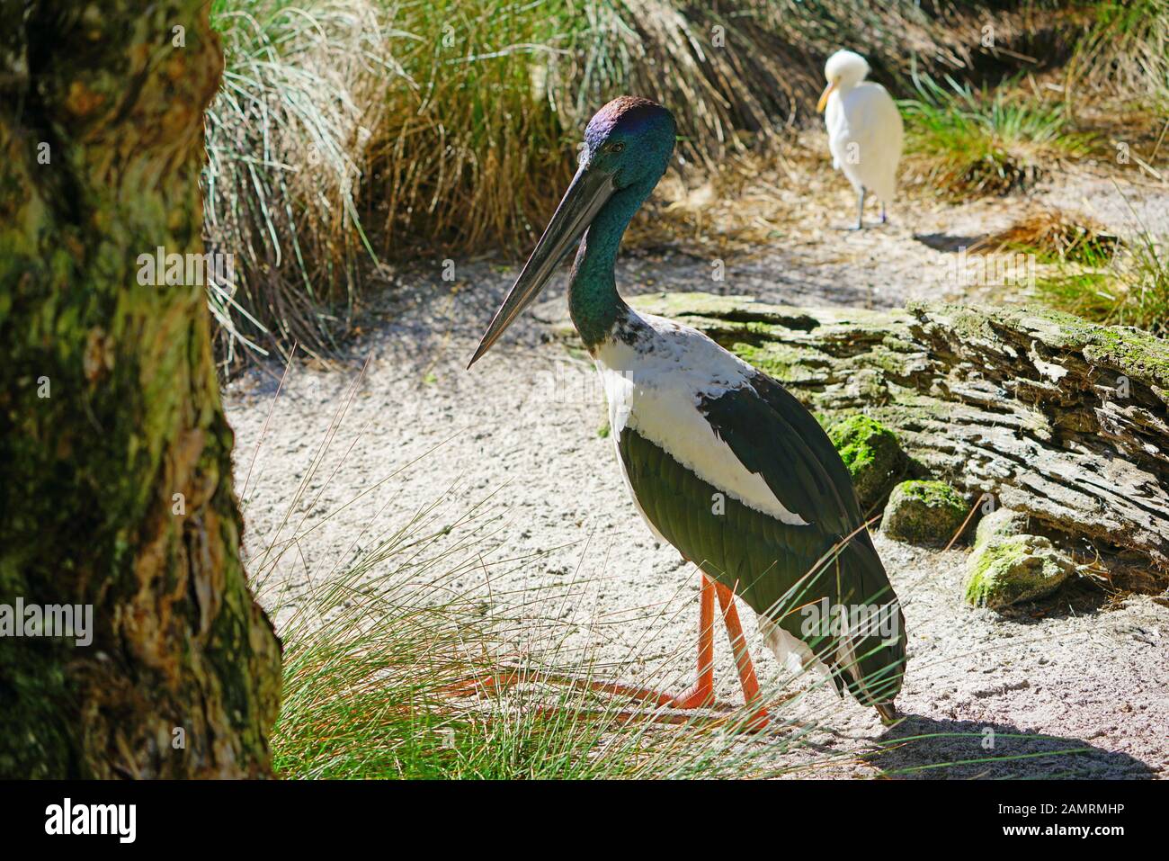View of a jabiru black-necked stork bird in Australia Stock Photo - Alamy