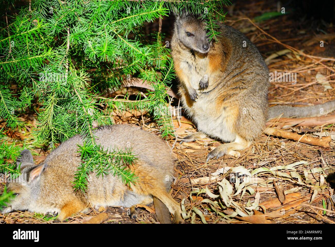 Australian wallaby kangaroo at a park in Perth, Australia Stock Photo ...