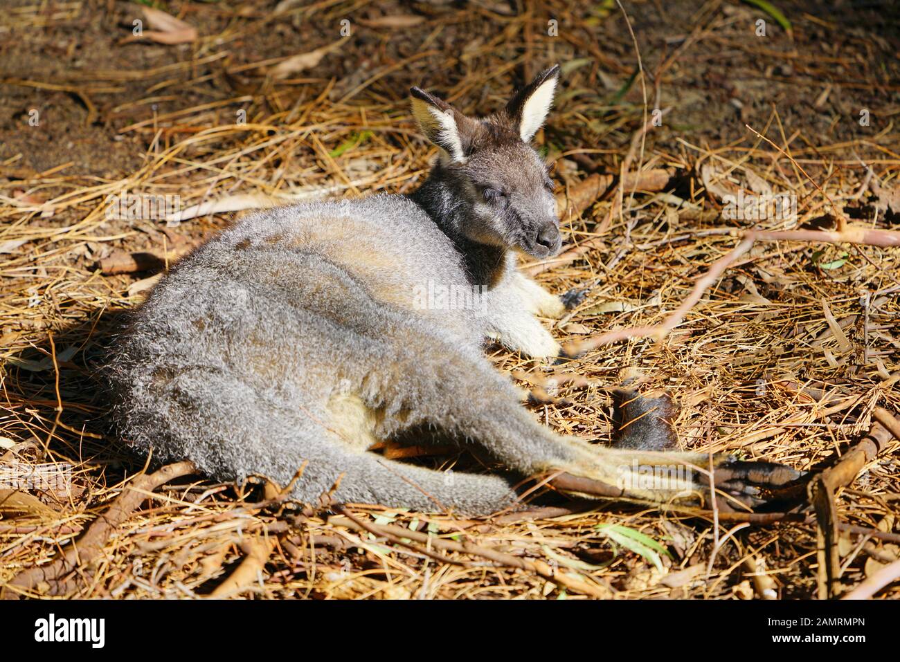 Australian wallaby kangaroo at a park in Perth, Australia Stock Photo ...