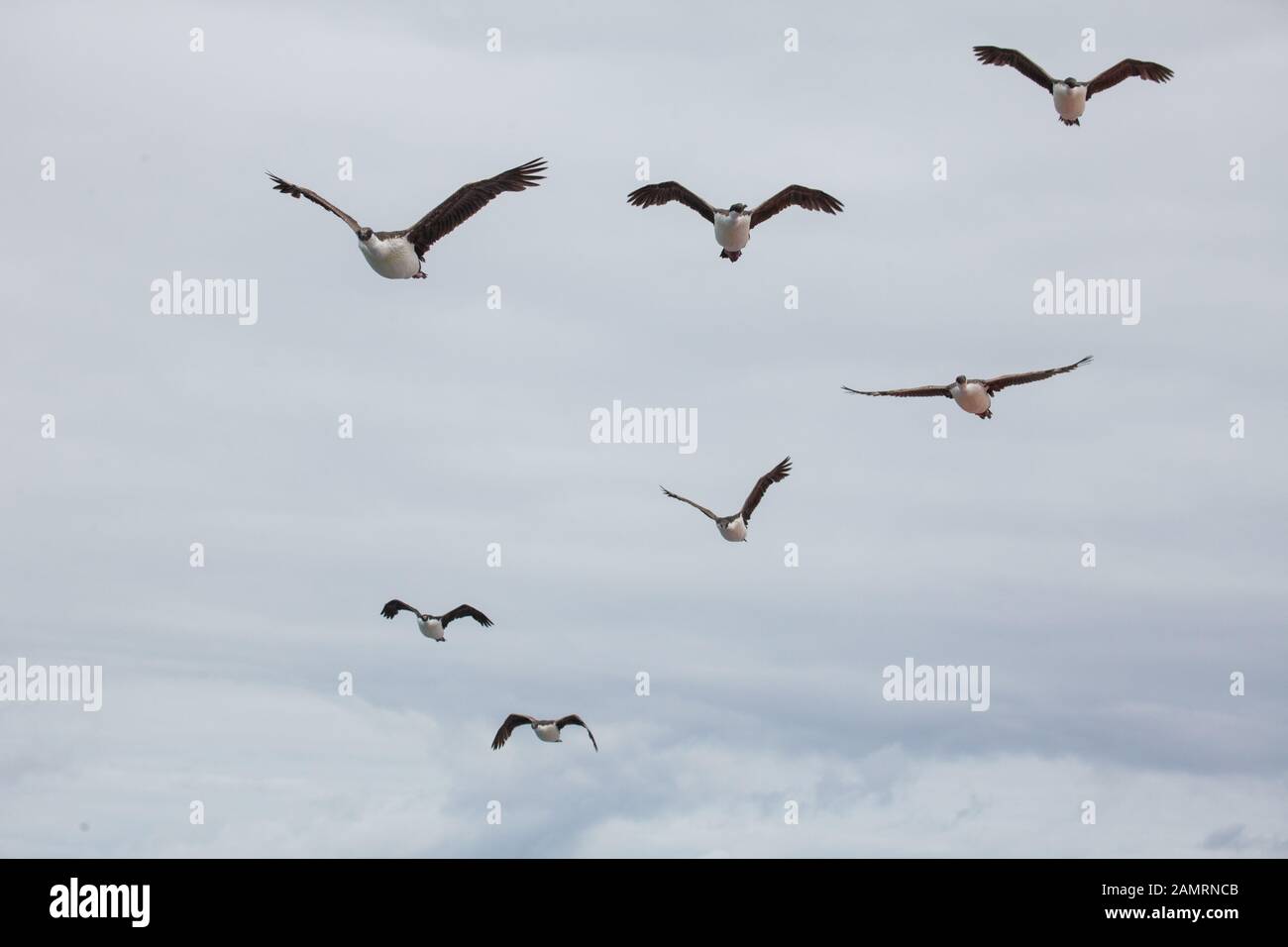 Group of Antarctic cormorant (blue eyed shag) in flight, South Georgia ...