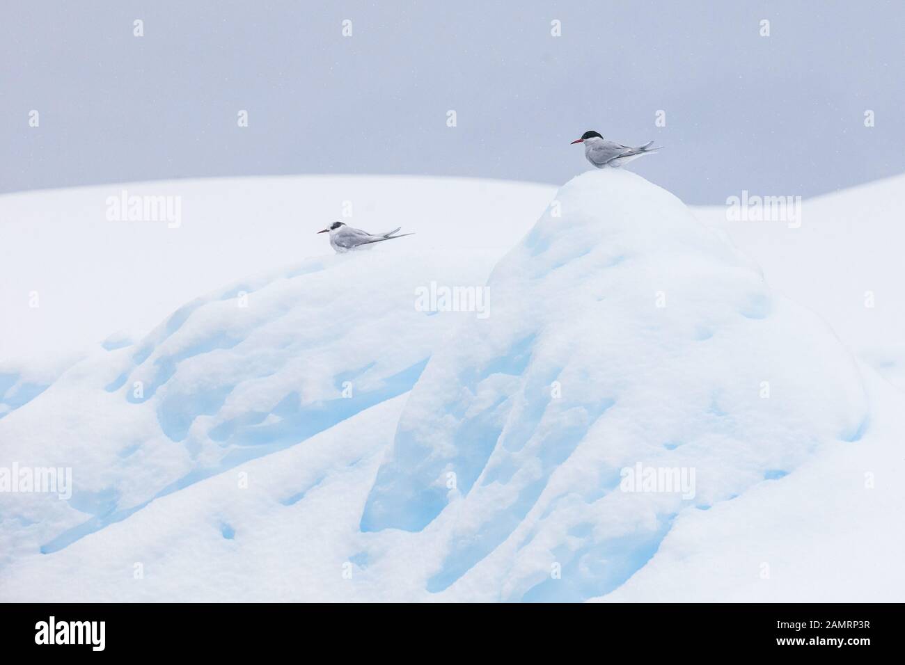 Tern on turn hi-res stock photography and images - Alamy