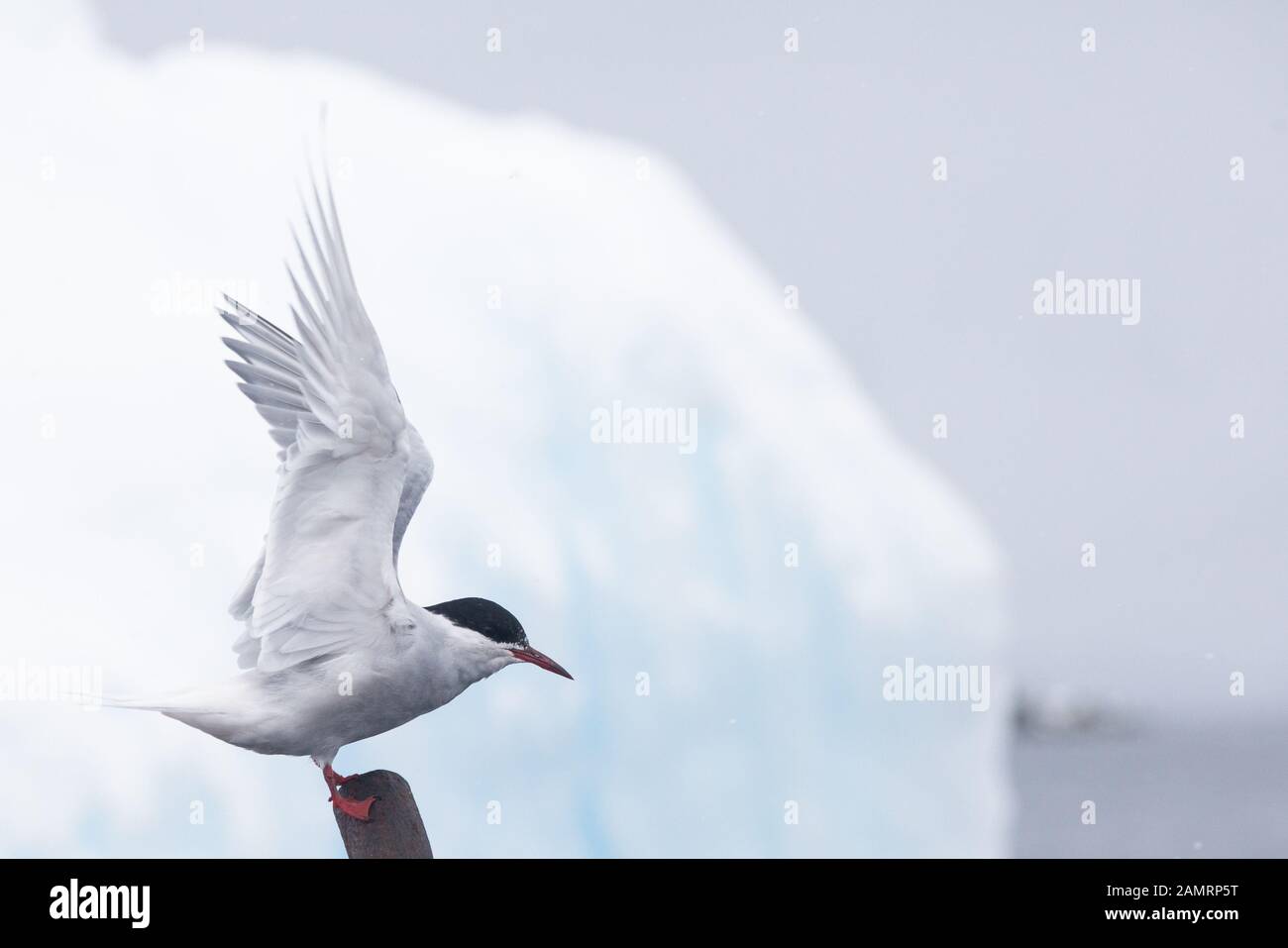 Antarctic Tern High Resolution Stock Photography and Images - Alamy