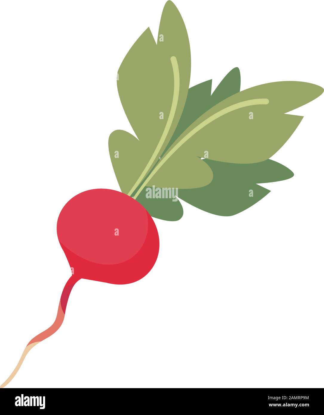 radish design, Vegetable organic food healthy fresh natural and market ...