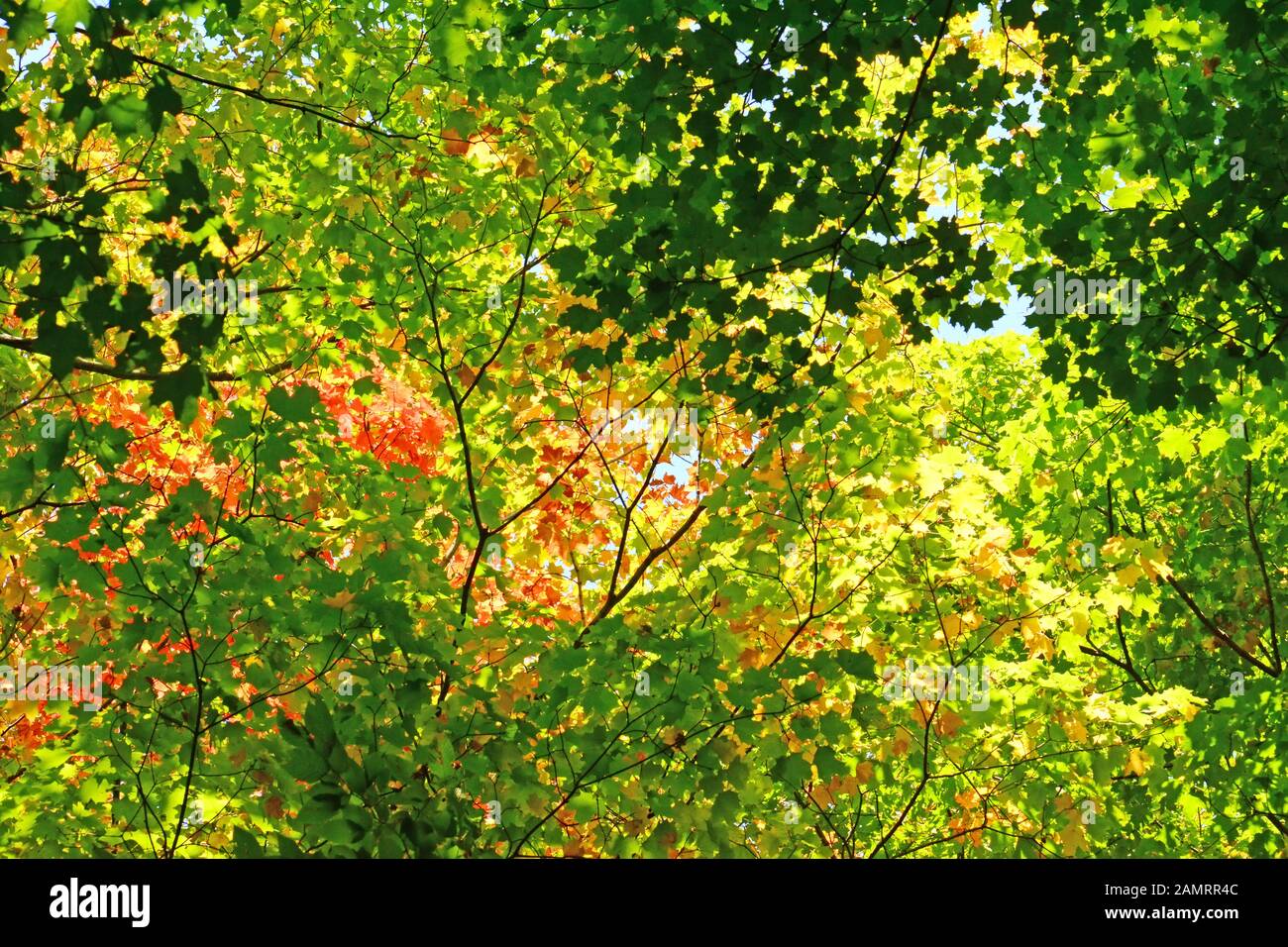 Forest canopy, Ontario, Canada Stock Photo - Alamy