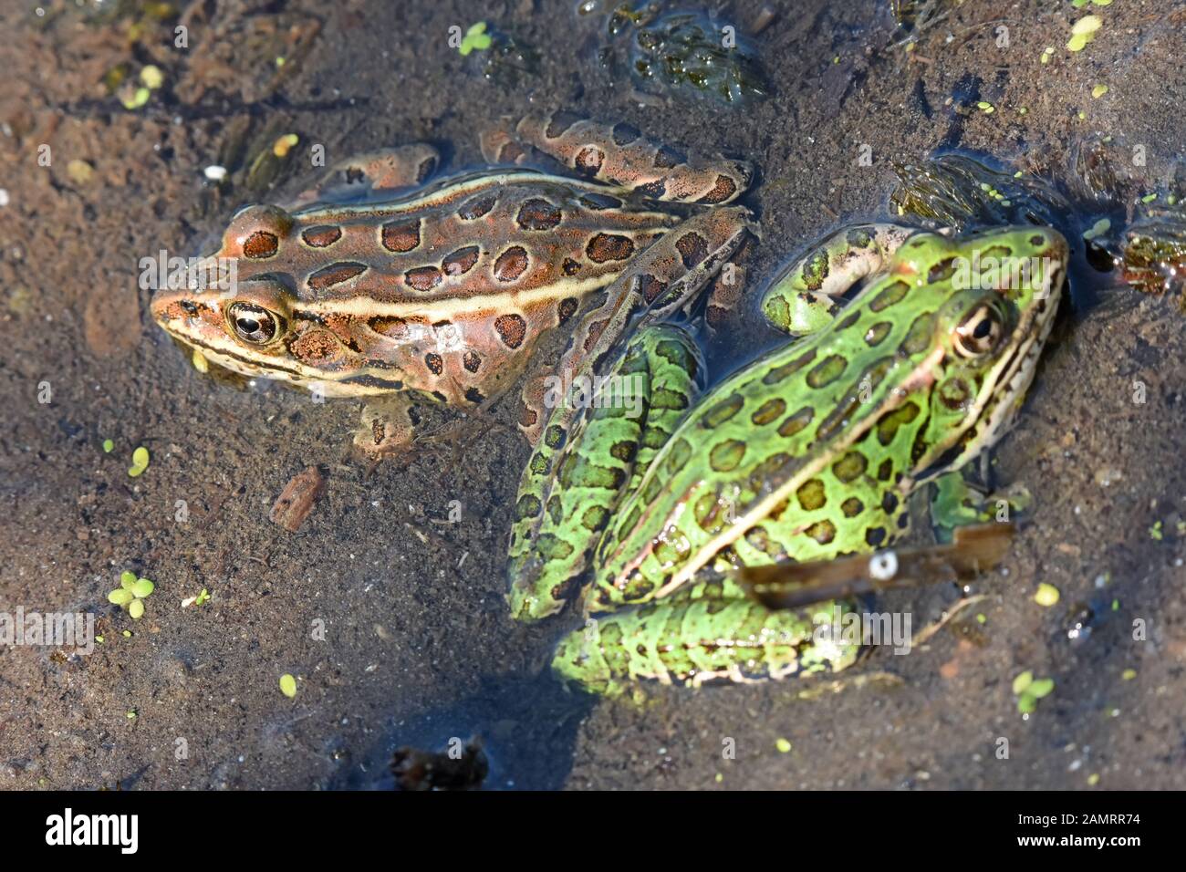 Two green frogs, with black marks rest in a shallow marsh Stock Photo ...