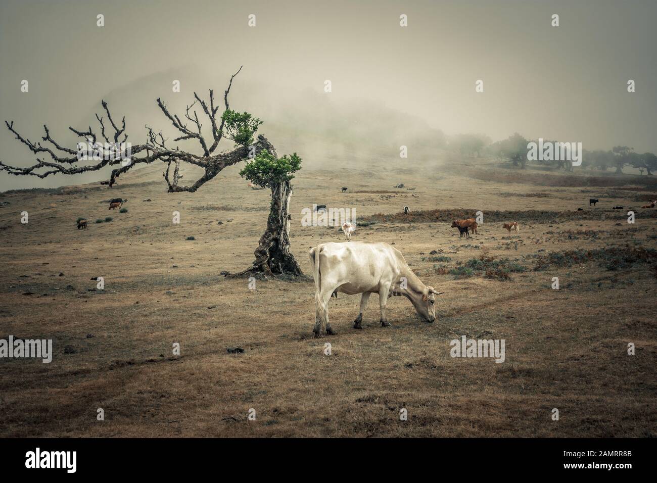 Browsing cattle hi-res stock photography and images - Alamy