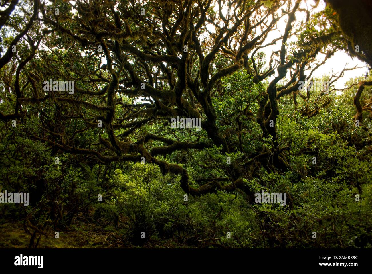 Very old branched laurel tree covered with moss and lichens in soft ...