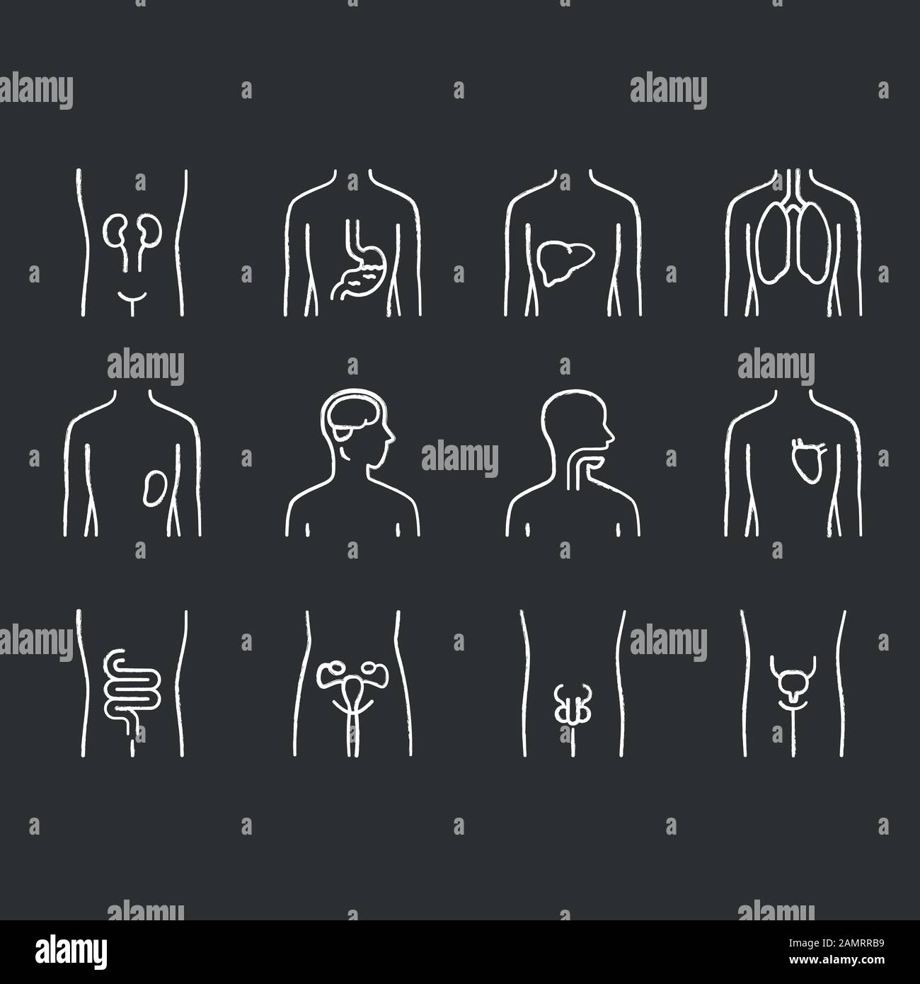 Healthy human organs chalk icons set. Intestines and urinary bladder in ...