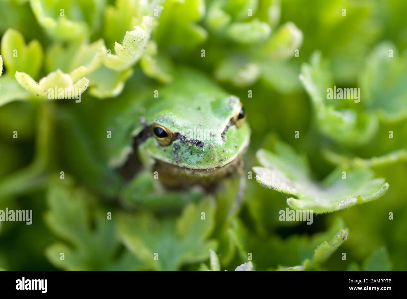 Tree frog sitting on leaves Stock Photo - Alamy