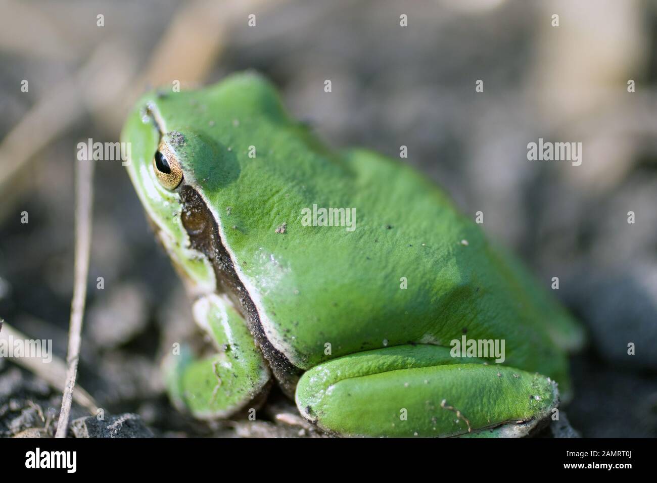 Tree frog sitting on ground Stock Photo - Alamy