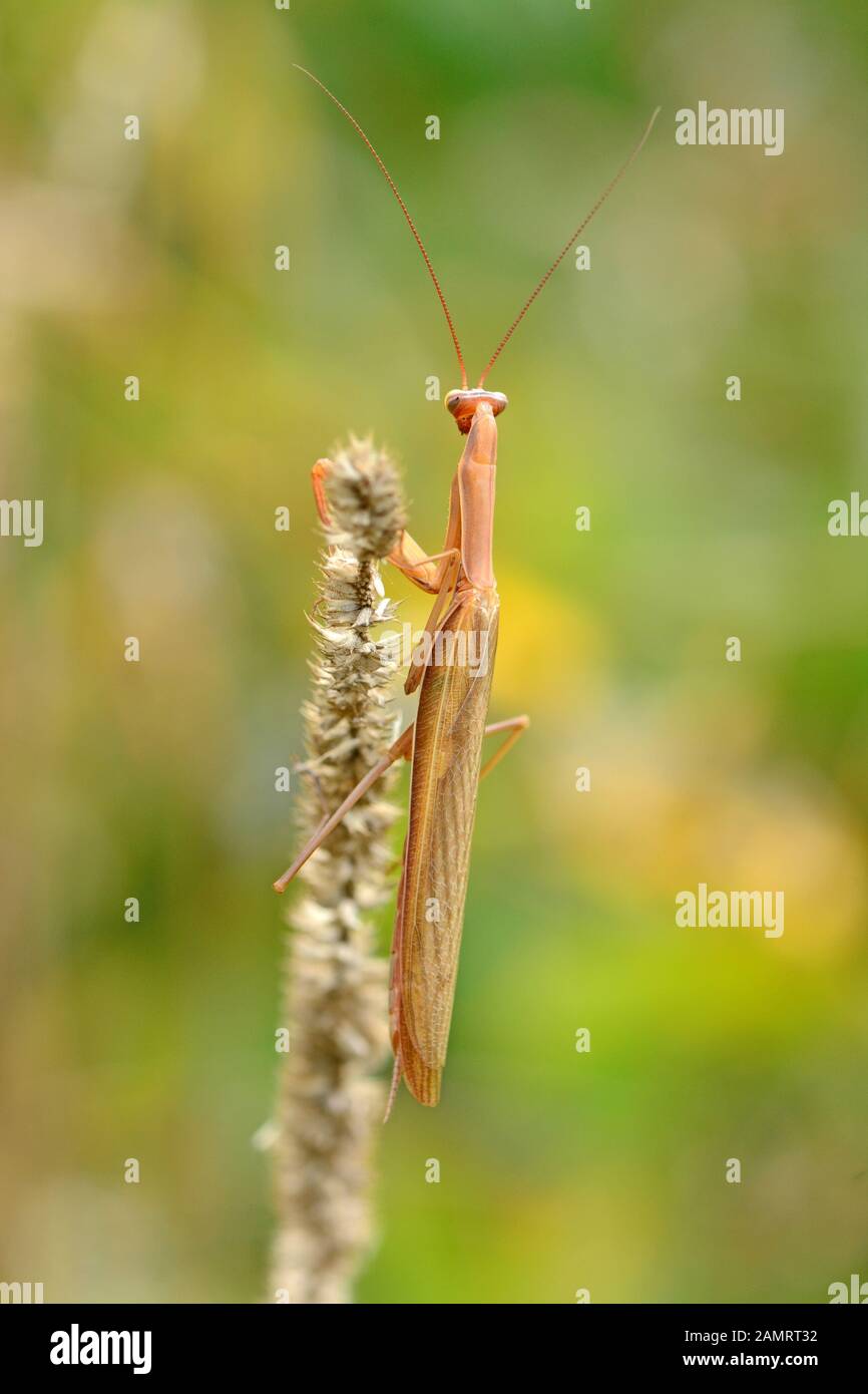 Mantis on plant, in Ontario,Canada Stock Photo - Alamy